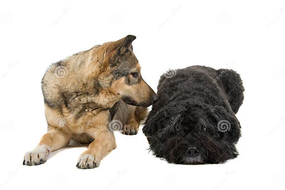 Two friendly dogs stock photo. Image of white, canidae - 12044846