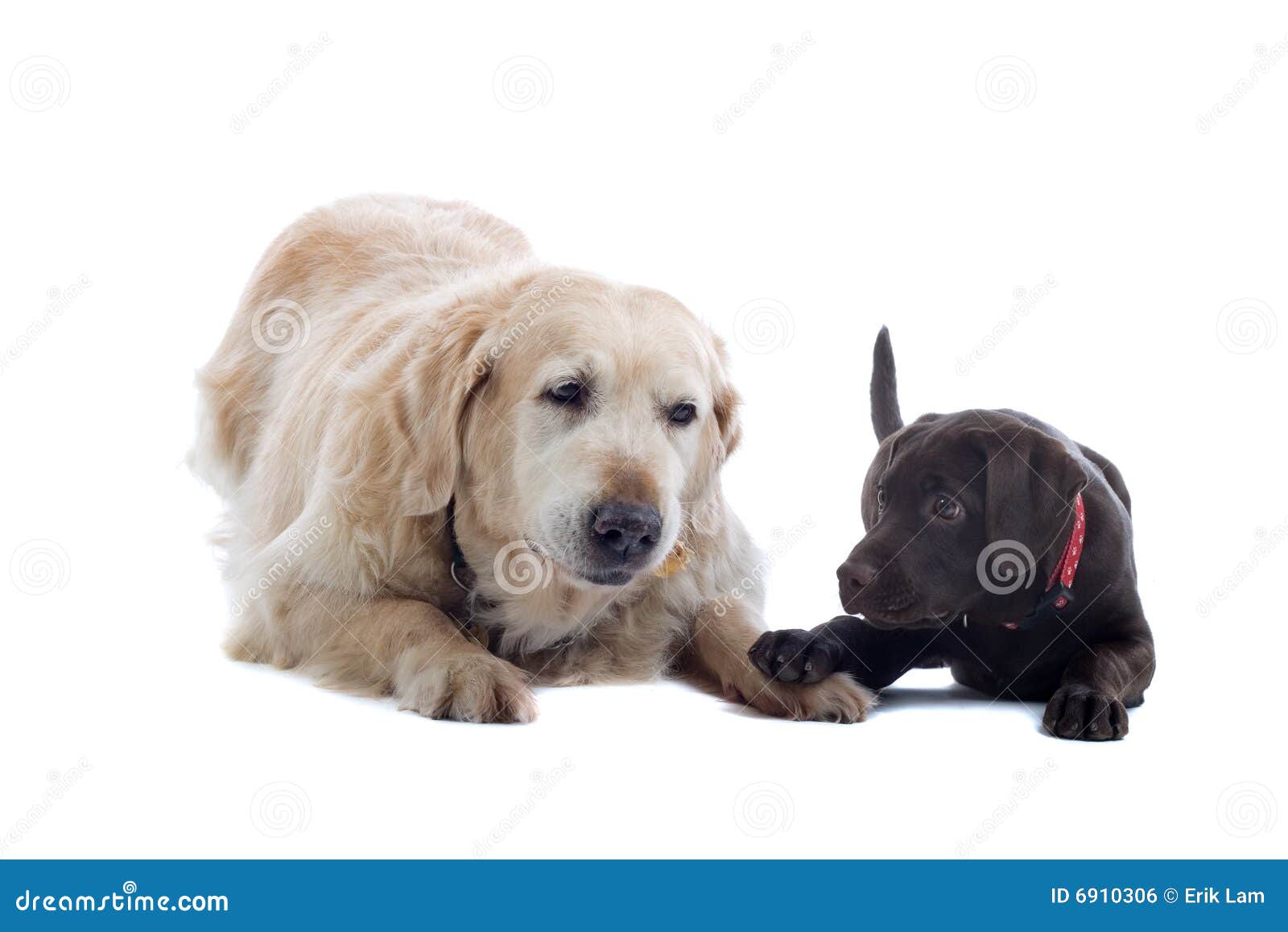 Two friendly dogs stock photo. Image of isolated, animals - 6910306