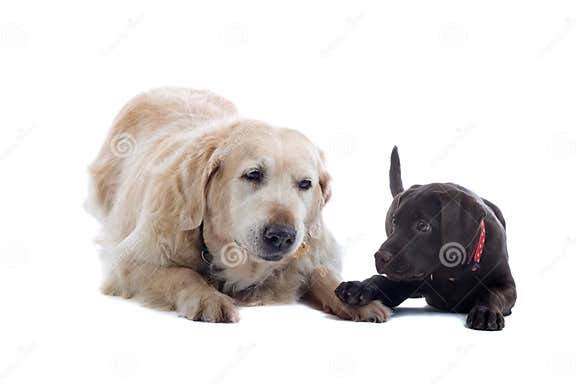 Two friendly dogs stock photo. Image of isolated, animals - 6910306