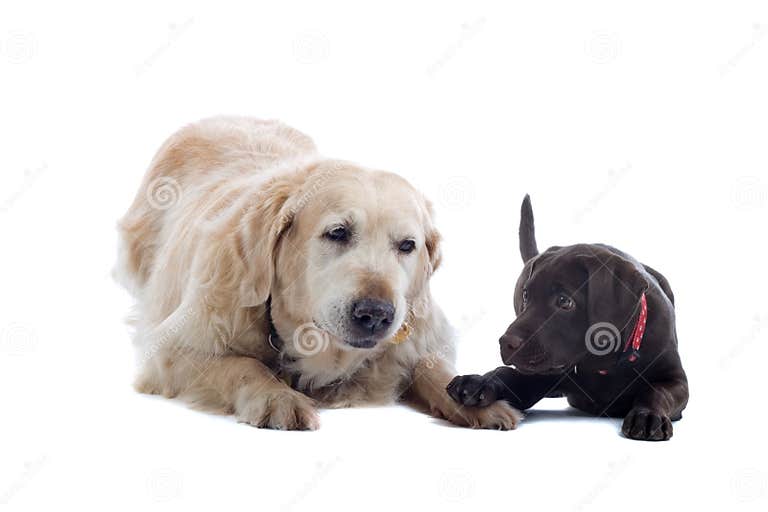 Two friendly dogs stock photo. Image of isolated, animals - 6910306