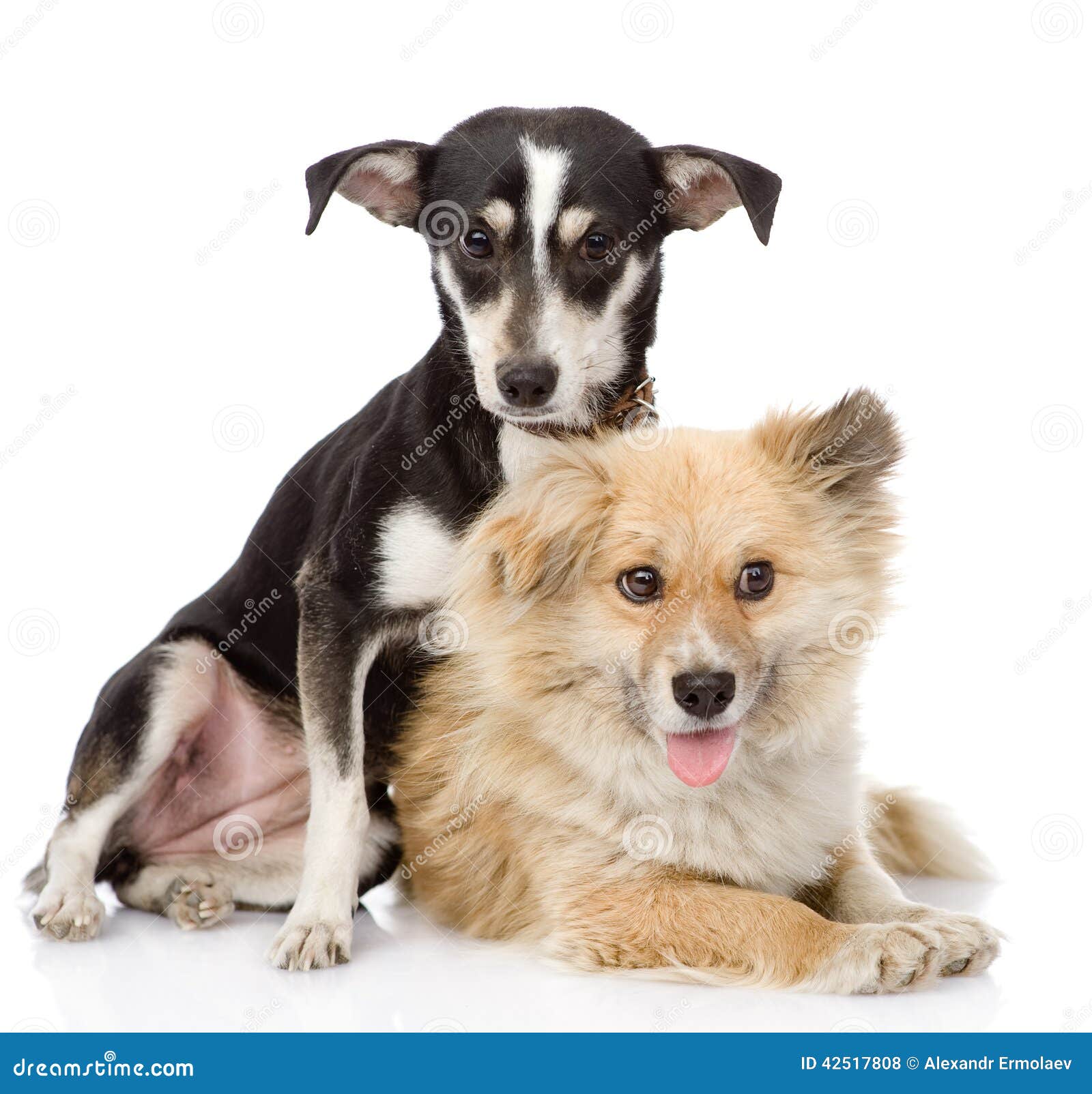 Two Friendly Dogs. Isolated on White Background Stock Photo - Image of ...