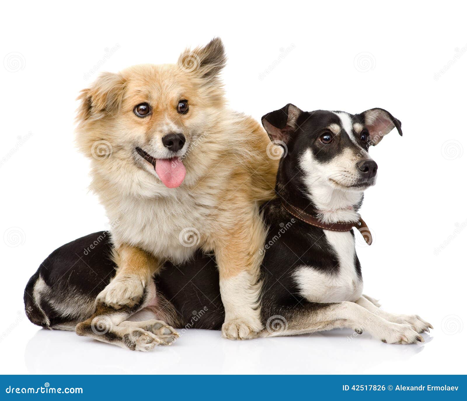 Two Friendly Dogs. Isolated on White Background Stock Photo - Image of ...