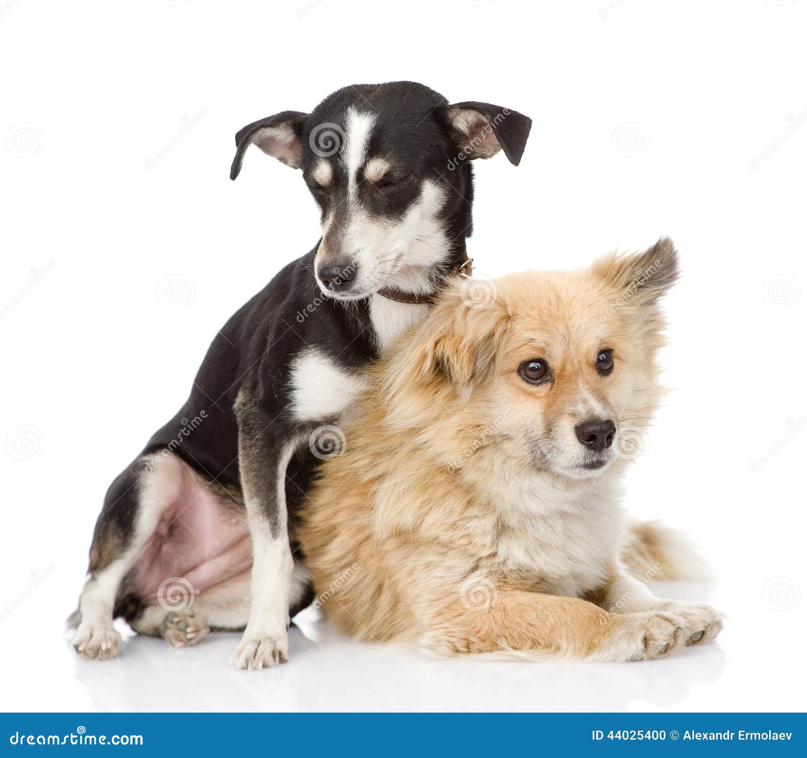 Two Friendly Dogs. Isolated on White Background Stock Photo - Image of ...