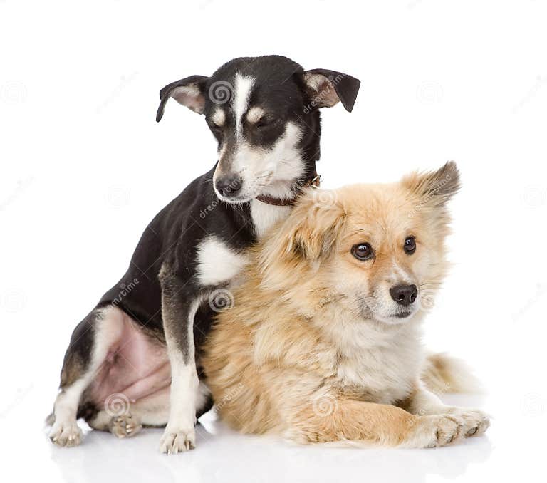 Two Friendly Dogs. Isolated on White Background Stock Photo - Image of ...