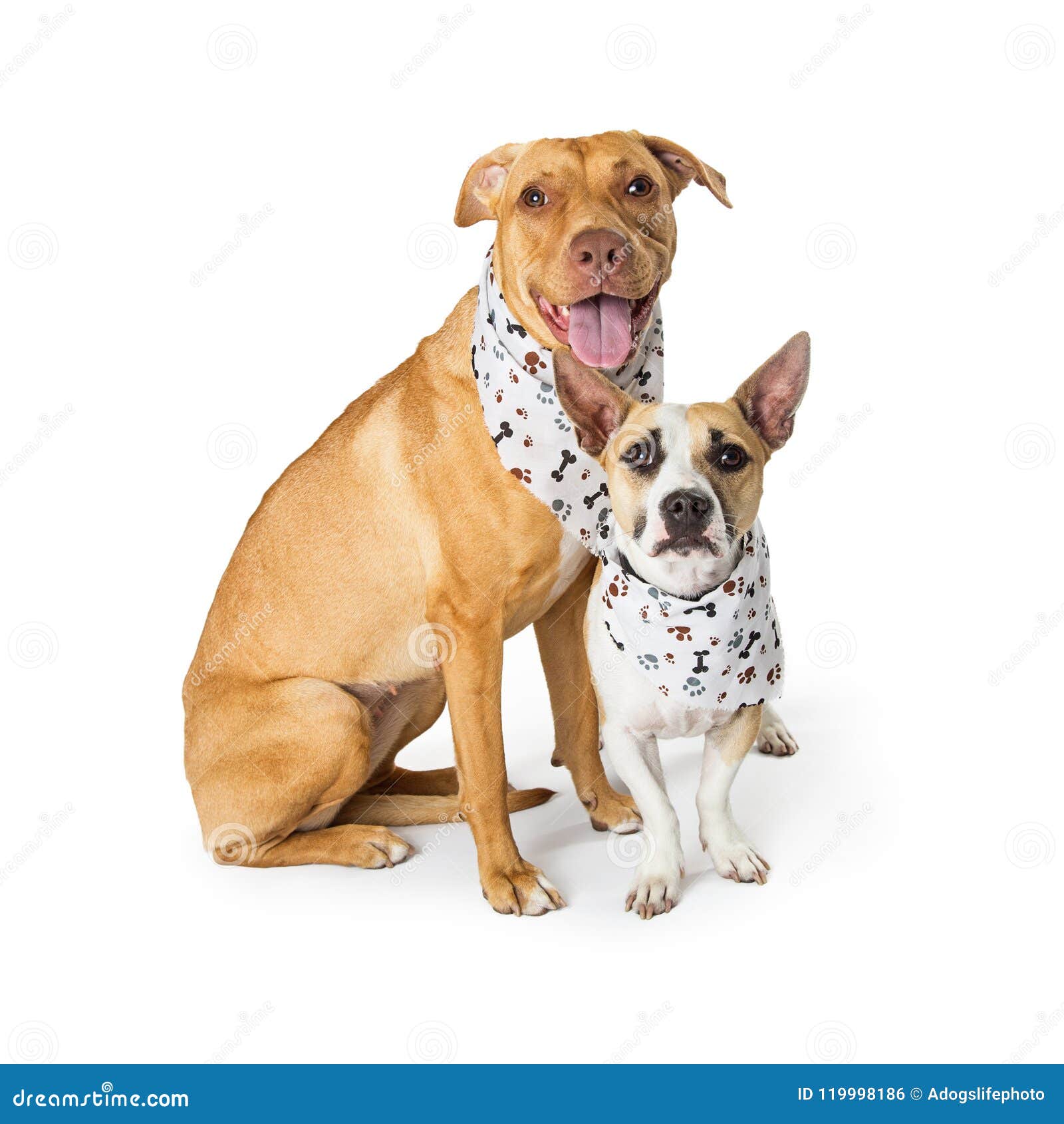 Two Friendly Dogs Big and Small Together Stock Photo - Image of ...