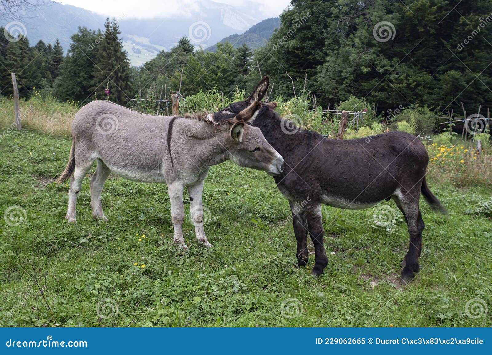 Two friendly donkeys stock image. Image of mountain - 229062665