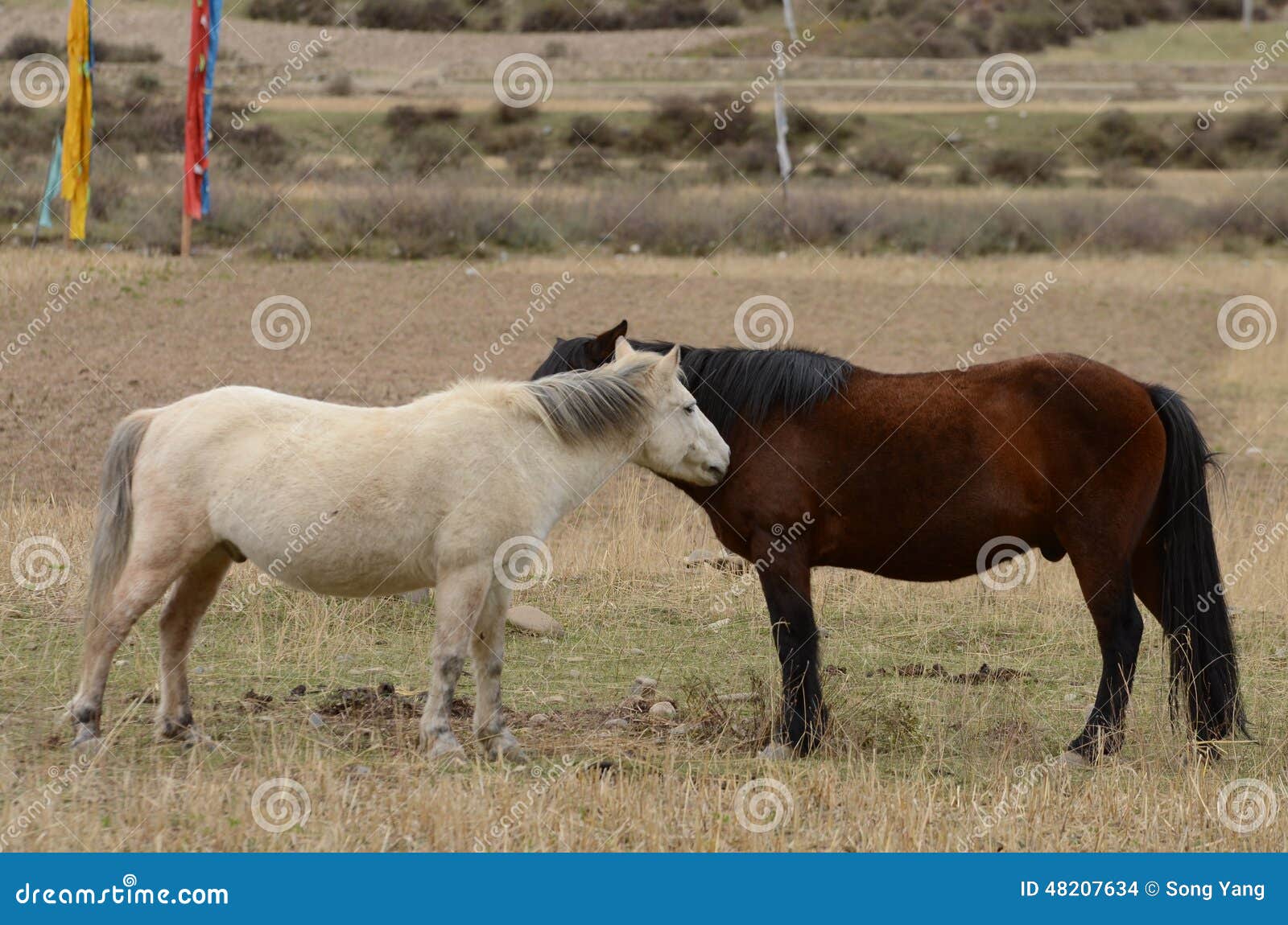 Two friendly horses stock photo. Image of pair, grazing - 48207634