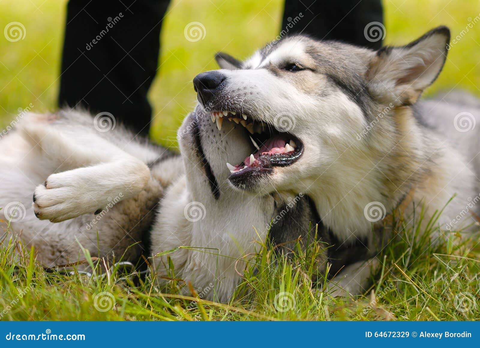 Two Friendly Husky Dogs Playing in Green Grass Stock Image - Image of ...