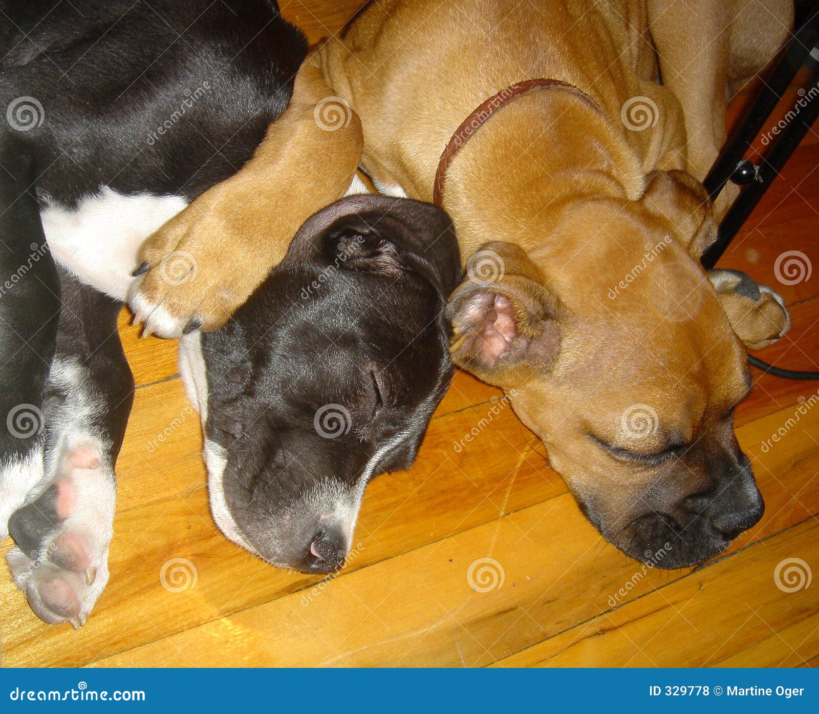 Two friends stock photo. Image of domesticated, animal - 329778