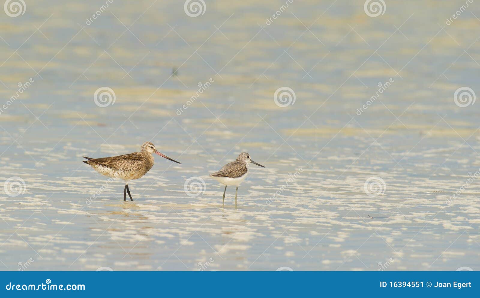 Two Friends on an African Marsh Stock Image - Image of color ...