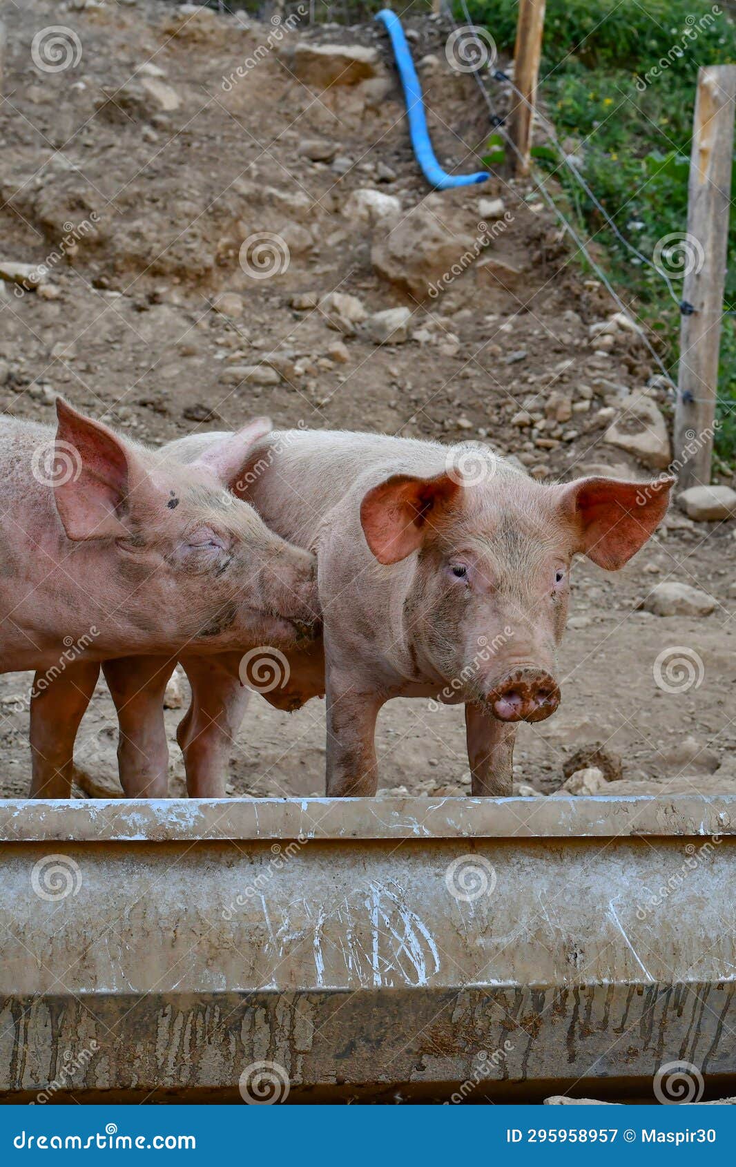Two friends stock image. Image of goats, wildlife, sheep - 295958957