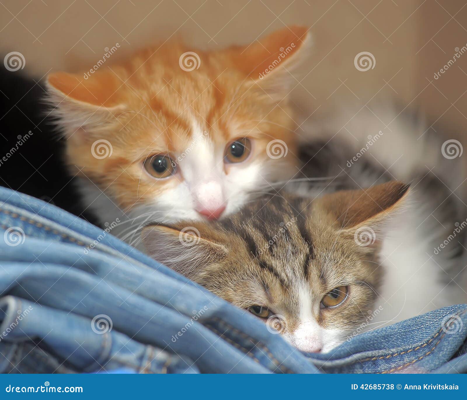 Two frightened kitten stock photo. Image of hide, curiosity - 42685738
