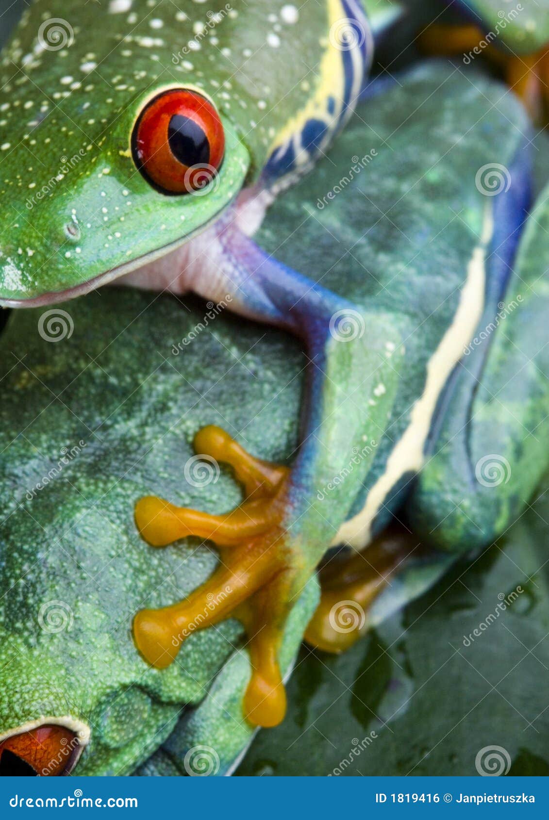 Two frog stock photo. Image of animals, frogs, fauna, amphibia - 1819416