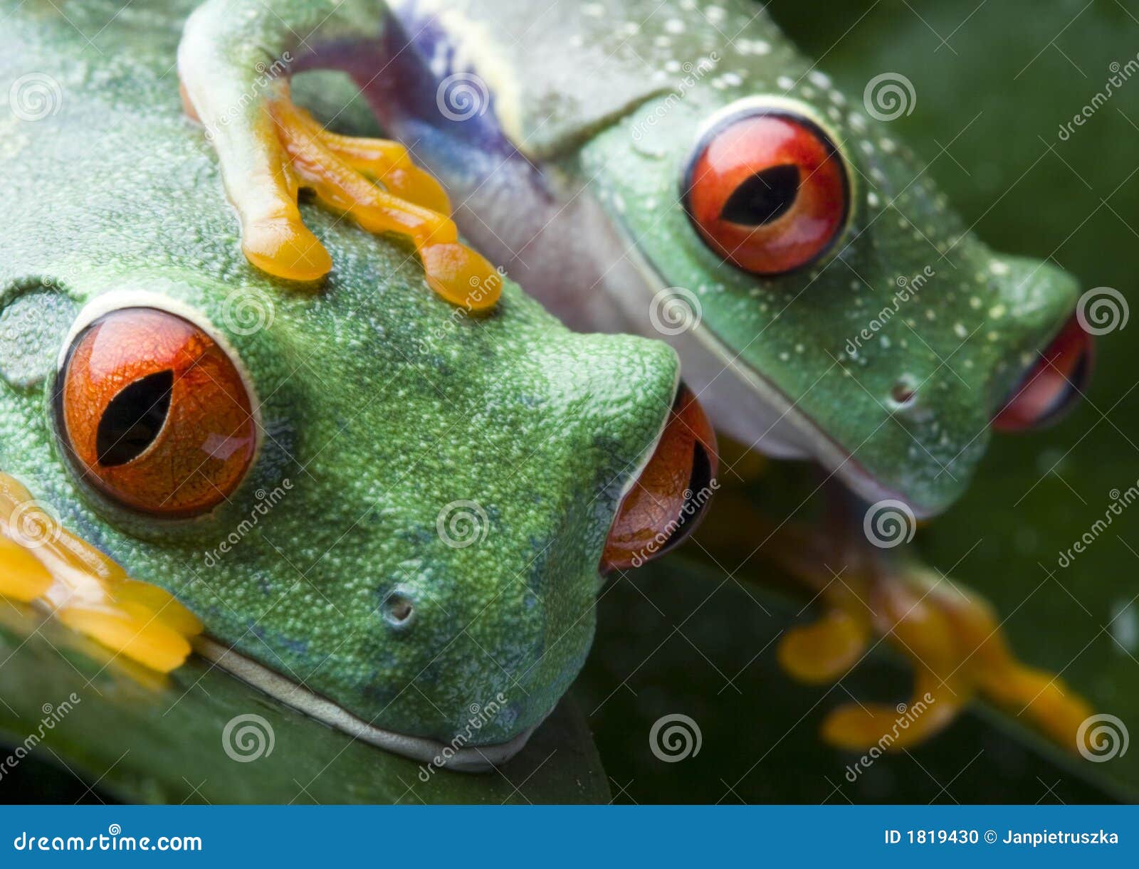 Two frog stock photo. Image of adaptation, convergent - 1819430
