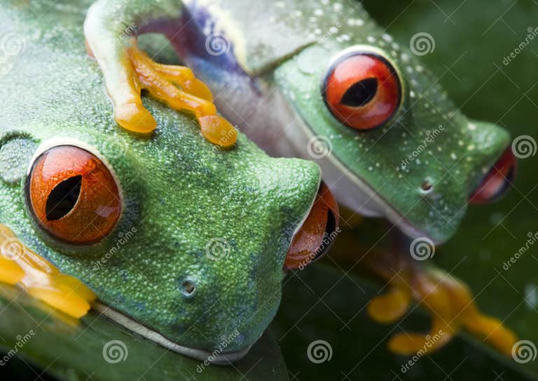 Two frog stock photo. Image of adaptation, convergent - 1819430