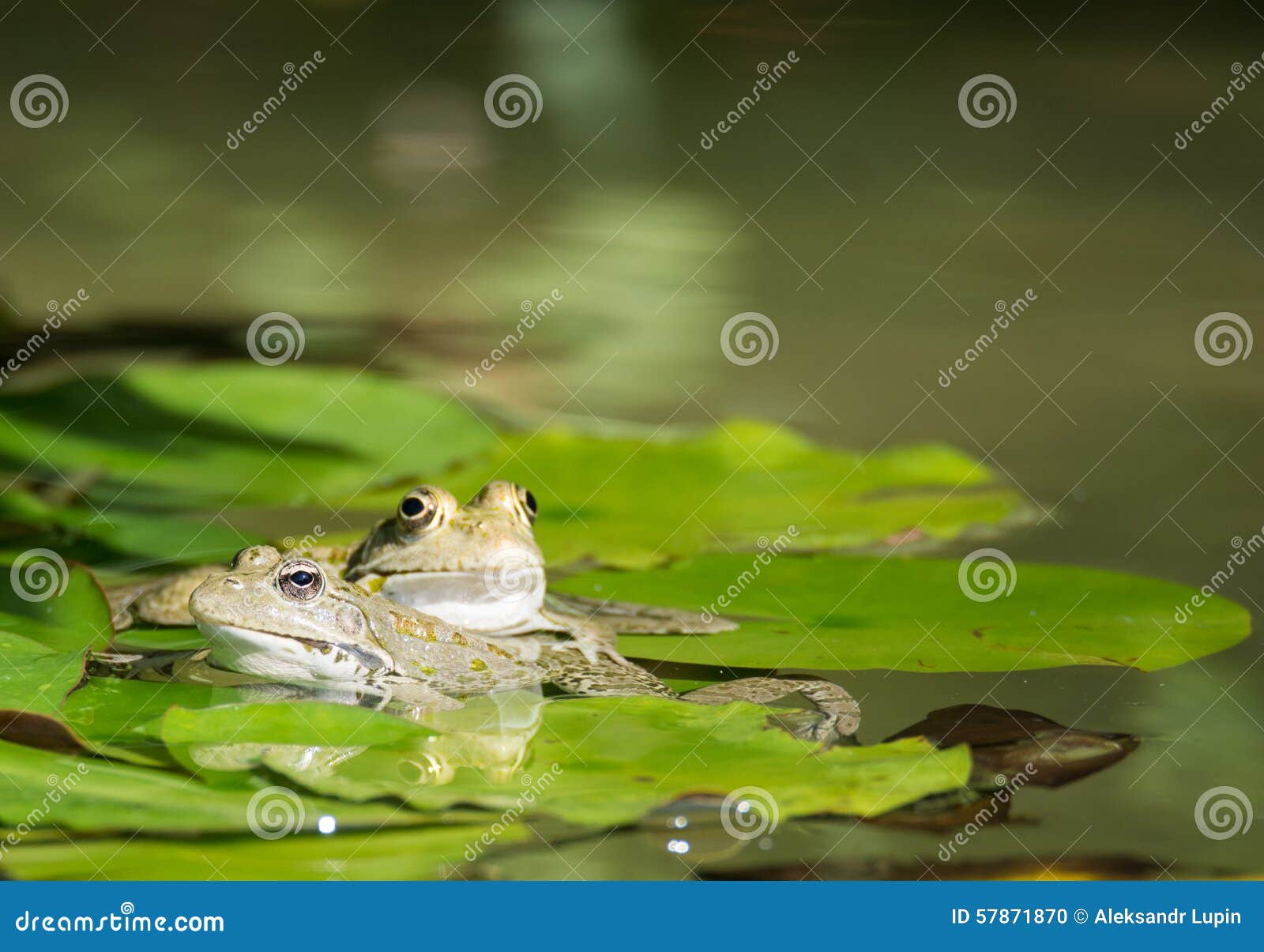 Two frog stock photo. Image of lake, green, frog, couple - 57871870