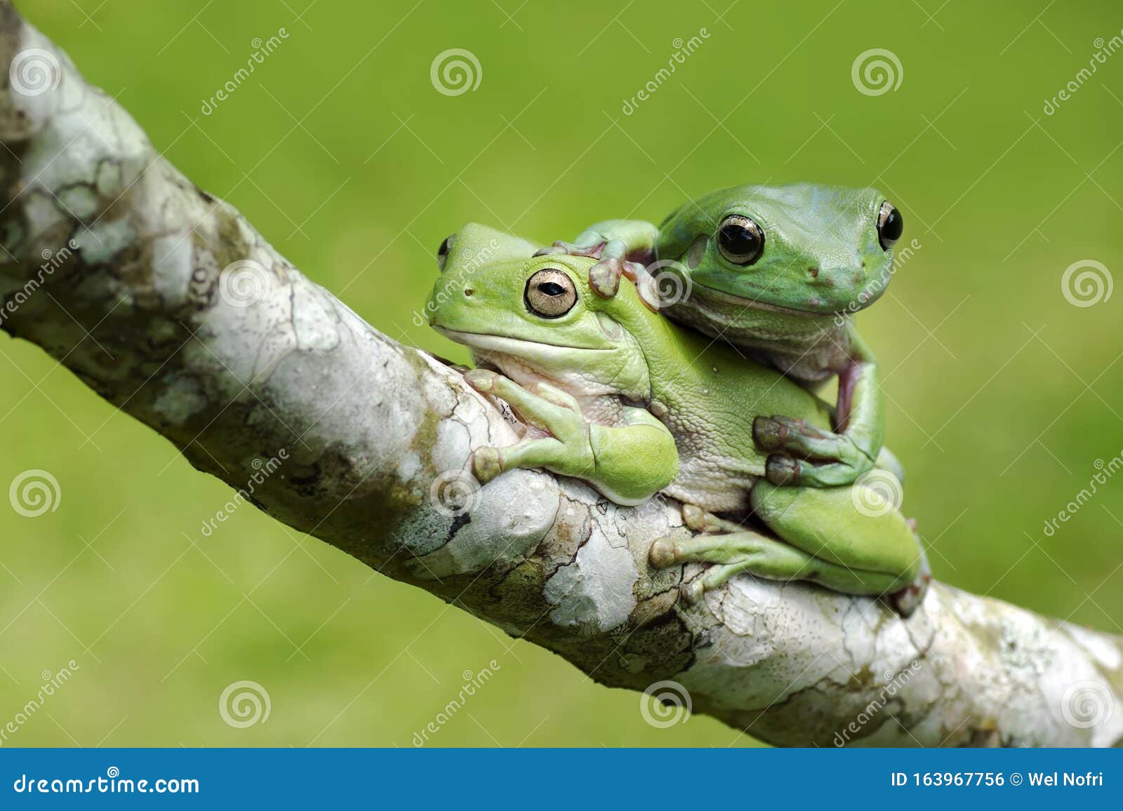 Two frog resting on branch stock photo. Image of little - 163967756