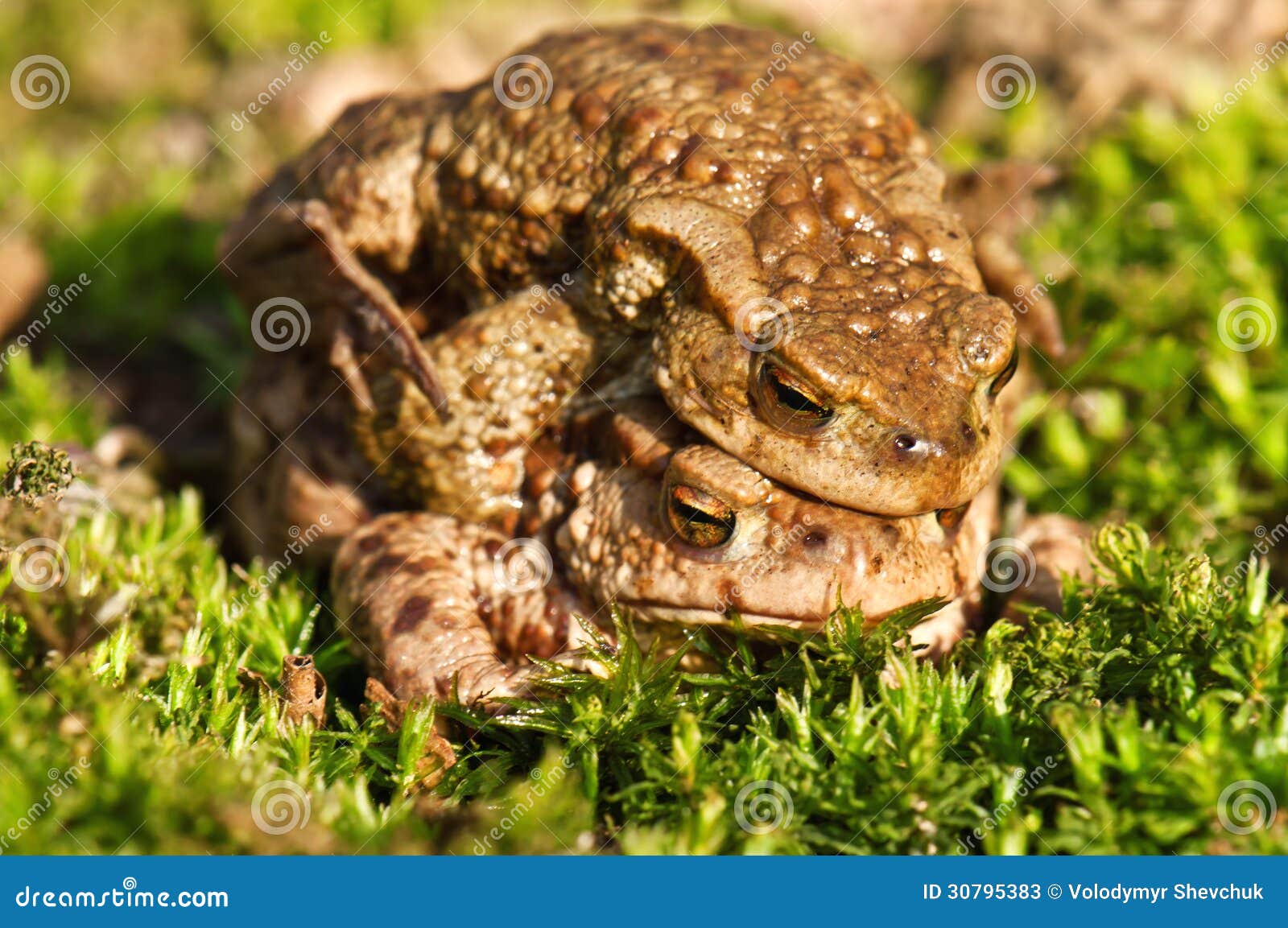 Two frog stock image. Image of male, frogs, season, amphibian - 30795383