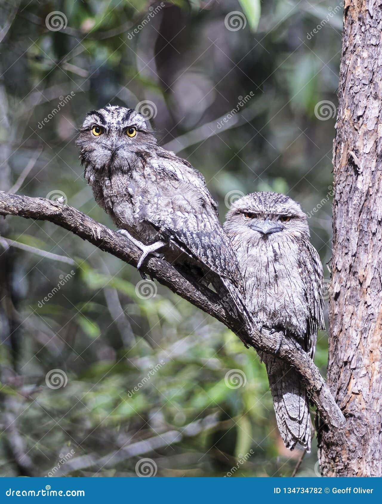 Two frogmouth owls stock photo. Image of bright, australia - 134734782