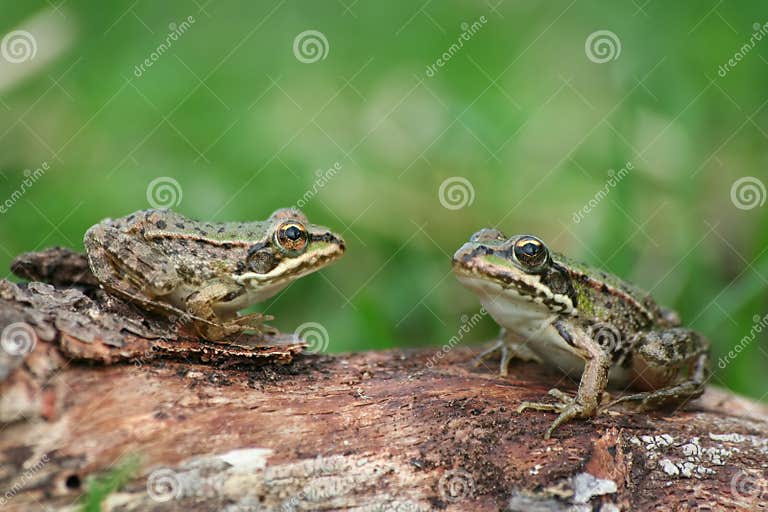Two frogs stock image. Image of branch, waiting, environment - 1187277