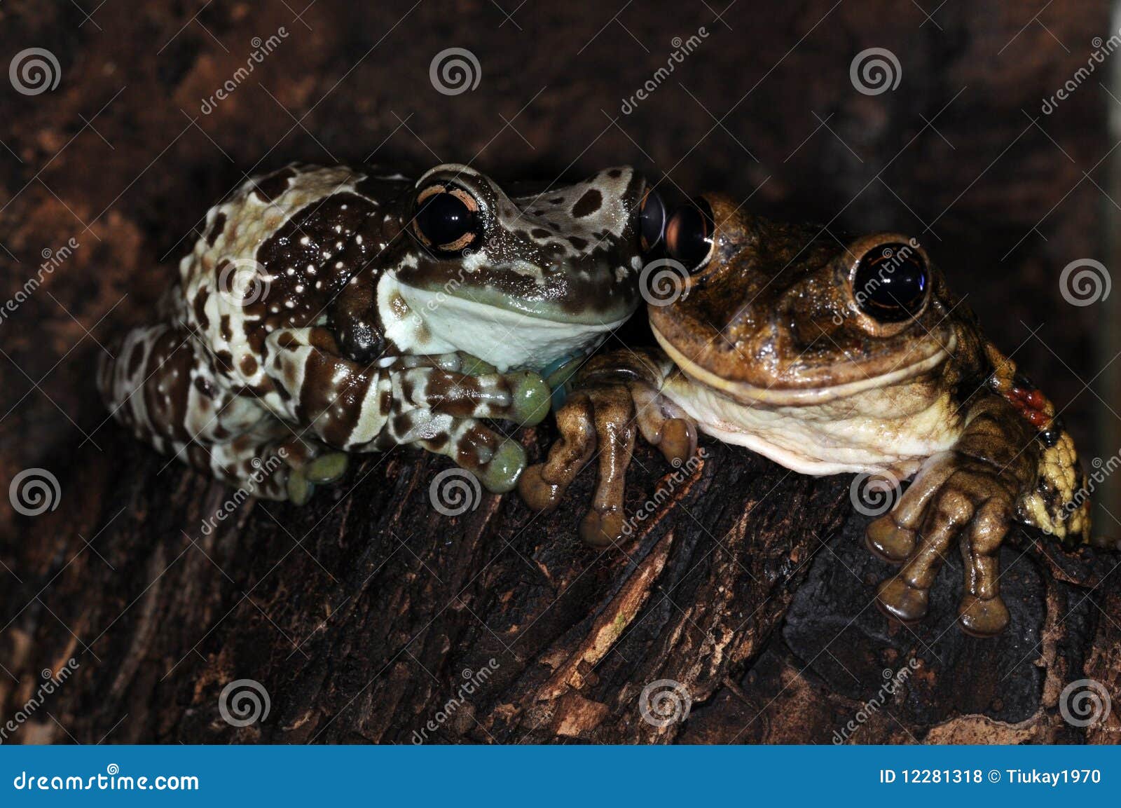 Two frogs-2 stock photo. Image of beautiful, girl, smile - 12281318