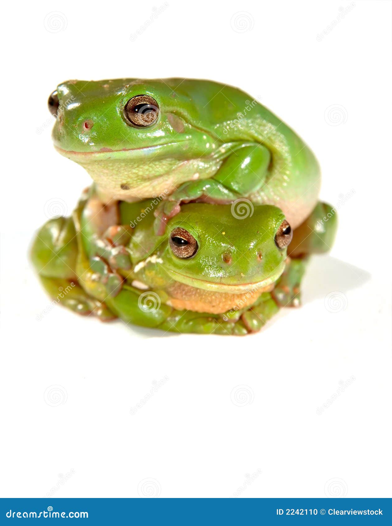 Two frogs stock photo. Image of couple, tree, frogs, climbing - 2242110