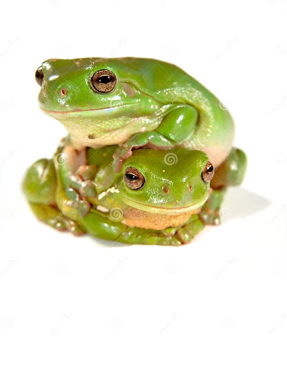 Two frogs stock photo. Image of couple, tree, frogs, climbing - 2242110
