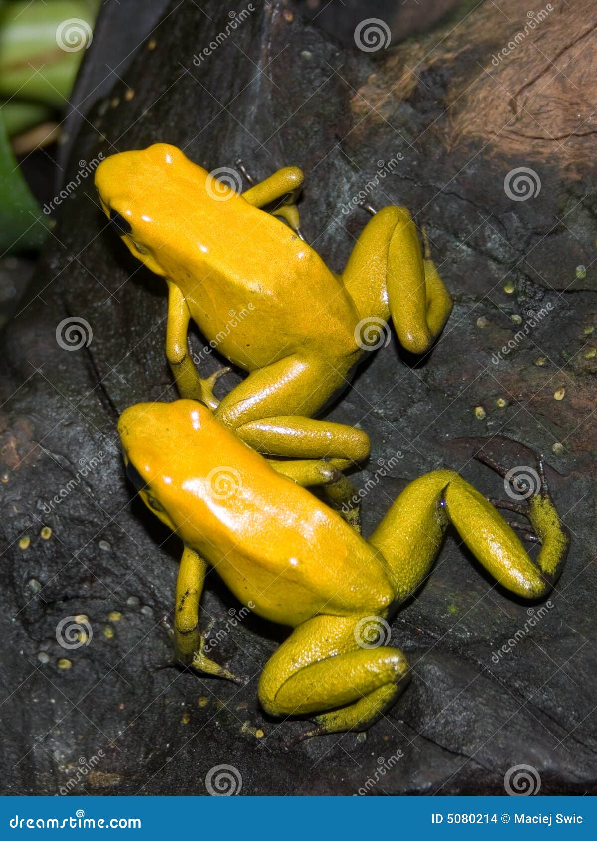 Yellow Frogs