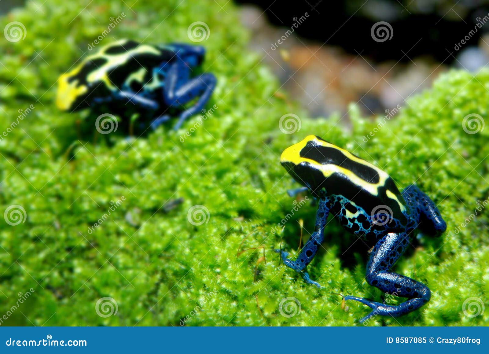 Two frogs stock image. Image of ecosystem, tropics, animal - 8587085