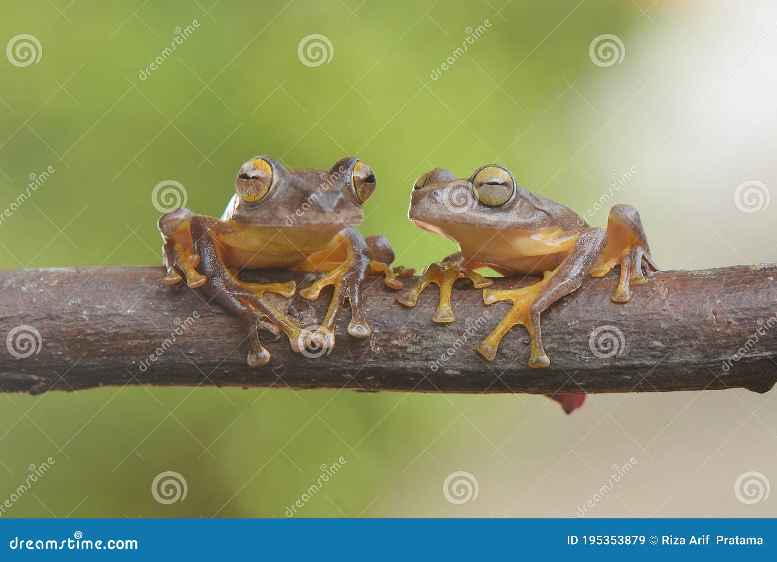 Two frogs on branch stock image. Image of frogs, green - 195353879