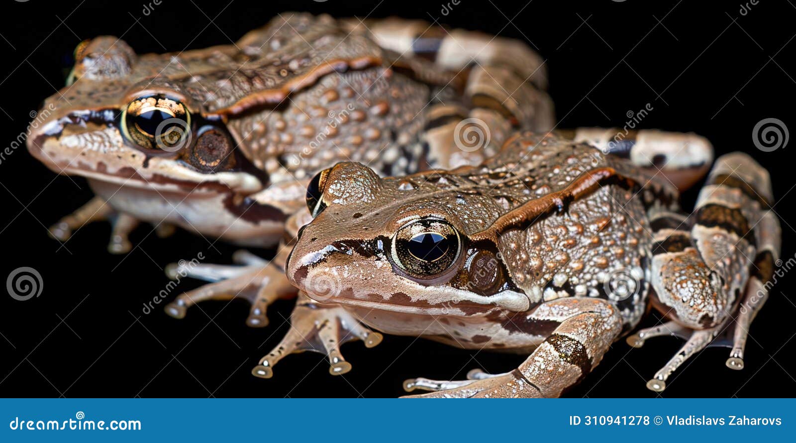 Two Frogs in Brown and White Colors are Sitting Side by Side Stock ...