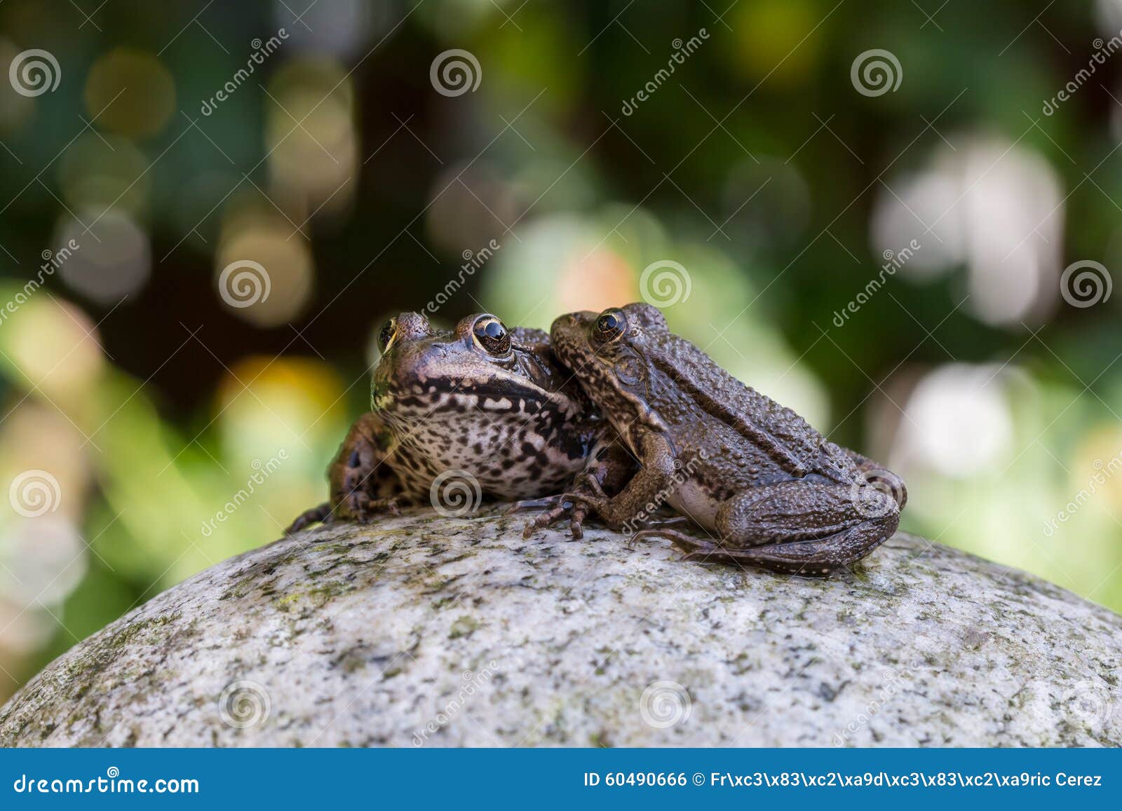 Two frogs stock photo. Image of common, rock, esculentus - 60490666