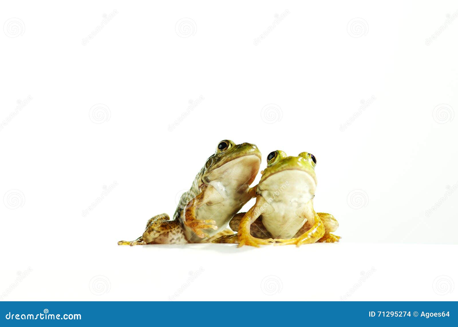 Two Frogs stock photo. Image of swim, frogs, amphibian - 71295274