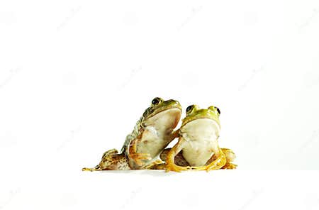 Two Frogs stock photo. Image of swim, frogs, amphibian - 71295274