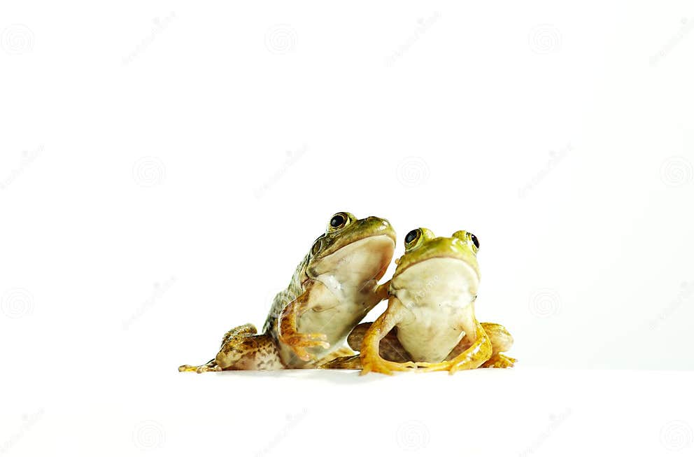 Two Frogs stock photo. Image of swim, frogs, amphibian - 71295274