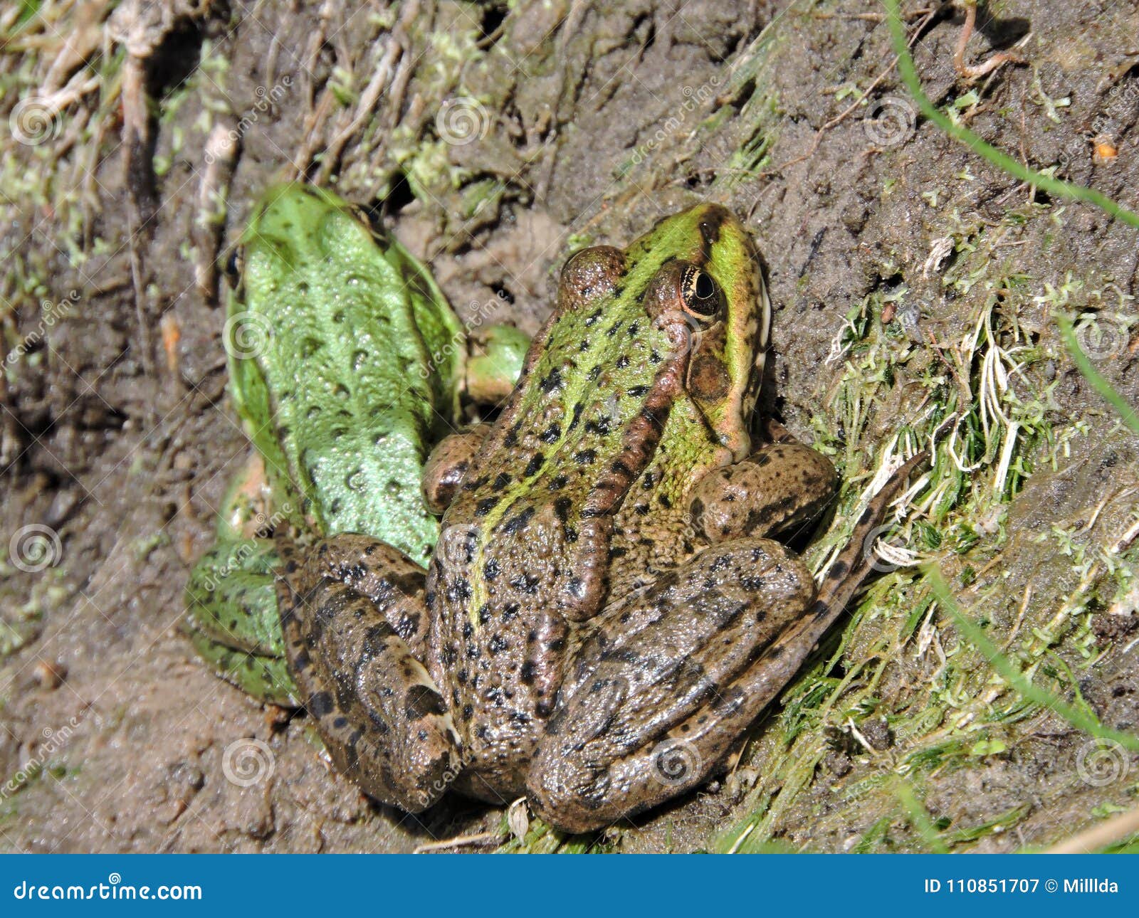Two Frogs on Ground, Lithuania Stock Image - Image of rest, brown ...
