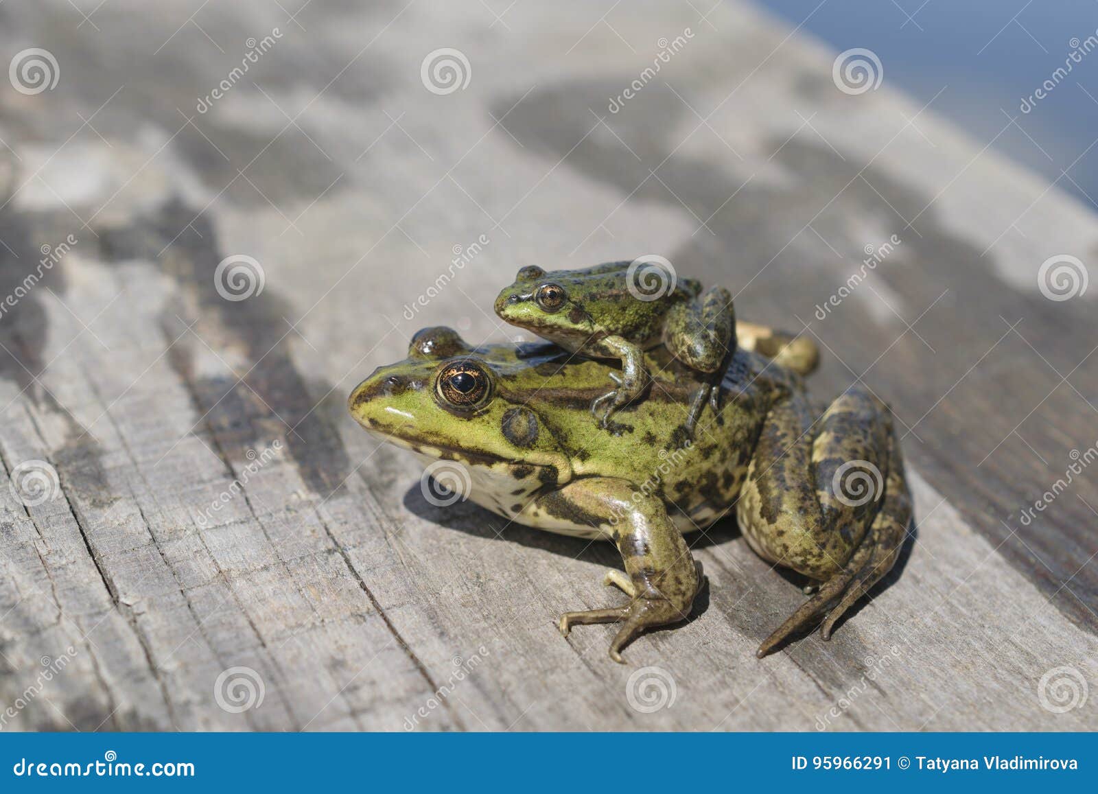 Two frogs stock image. Image of spring, advertising, animals - 95966291
