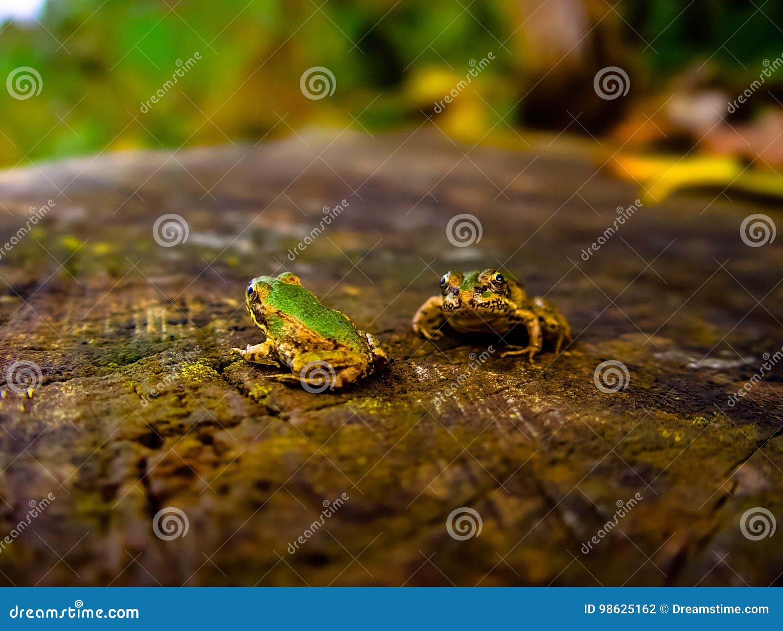 Two frogs stock photo. Image of frogs, amphibian, little - 98625162