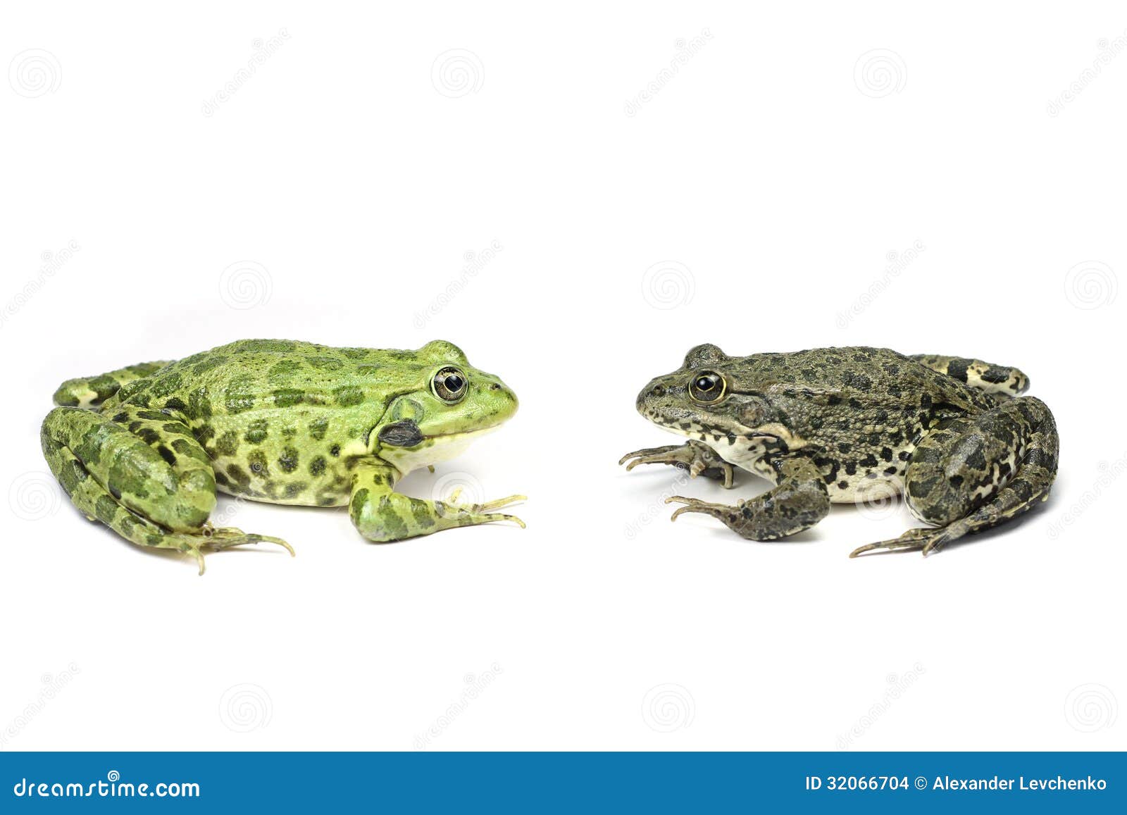 Two Frogs Look at Each Other Stock Photo - Image of animal, nature ...