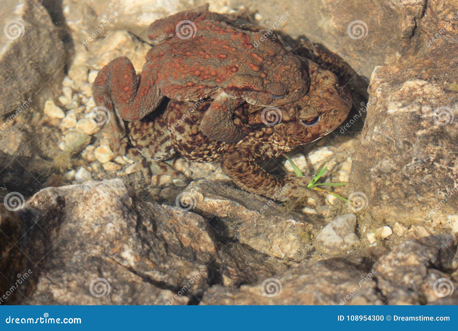 Two Frogs Mate with Each Other Stock Photo - Image of house, nunder ...