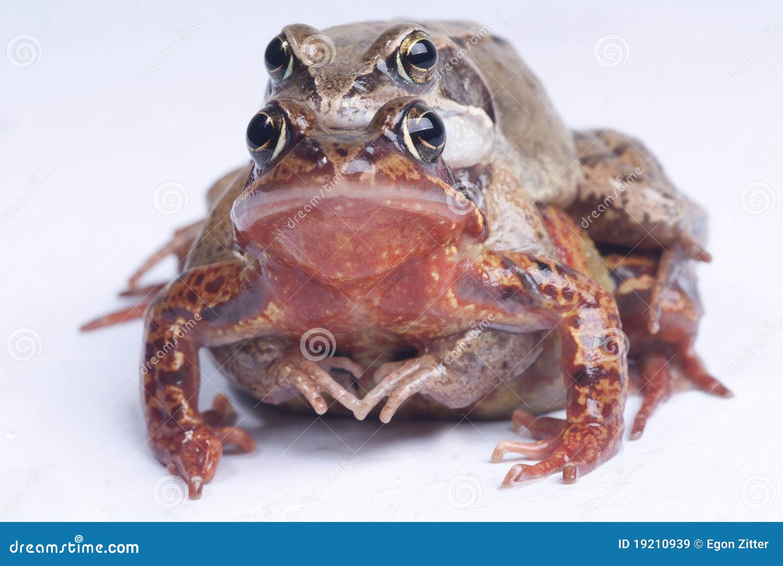 Two frogs mating stock image. Image of amplexus, naturalhabitat - 19210939