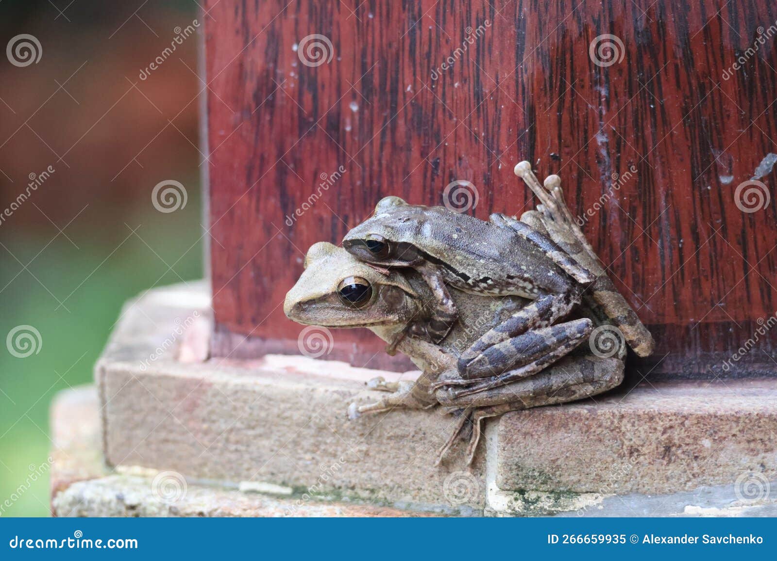 Two Frogs Mating Against the Wall Stock Image - Image of wildlife ...