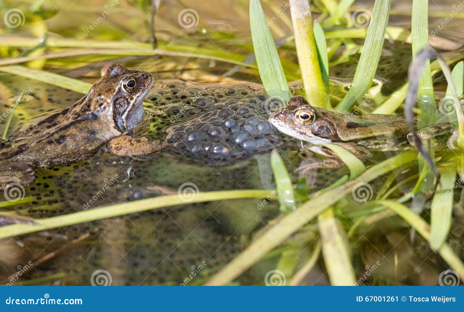 Two frogs mating stock image. Image of closeup, brown - 67001261