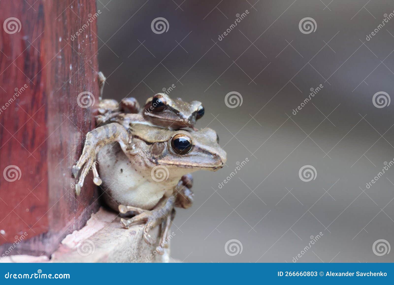 Two Frogs in the Mating Season Stock Image - Image of animal, seafood ...
