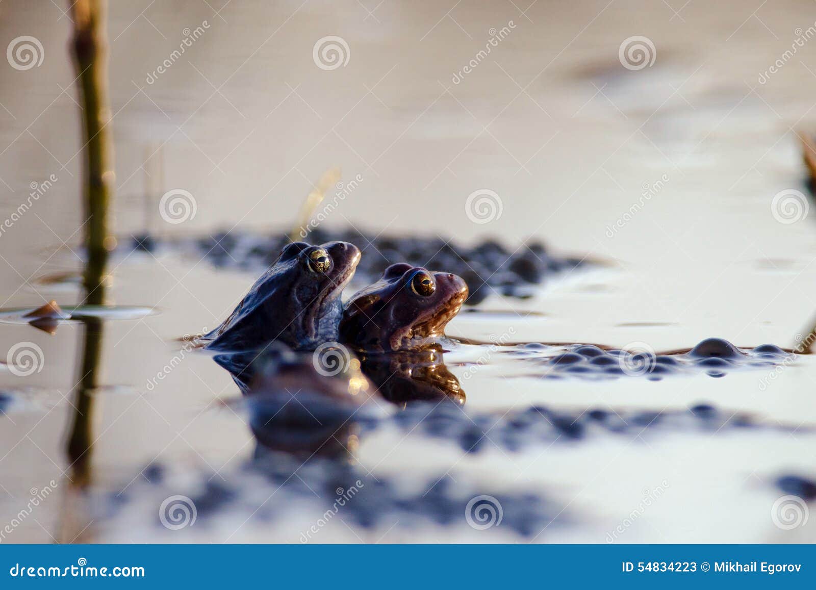 Two Frogs are Mating. Side View Stock Image - Image of frog, pond: 54834223