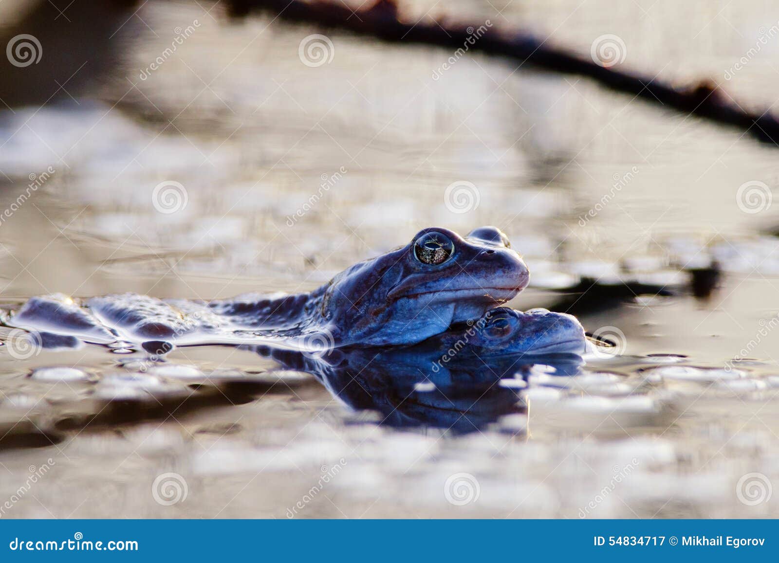 Two Frogs are Mating. Side View. Stock Image - Image of russia, frog ...