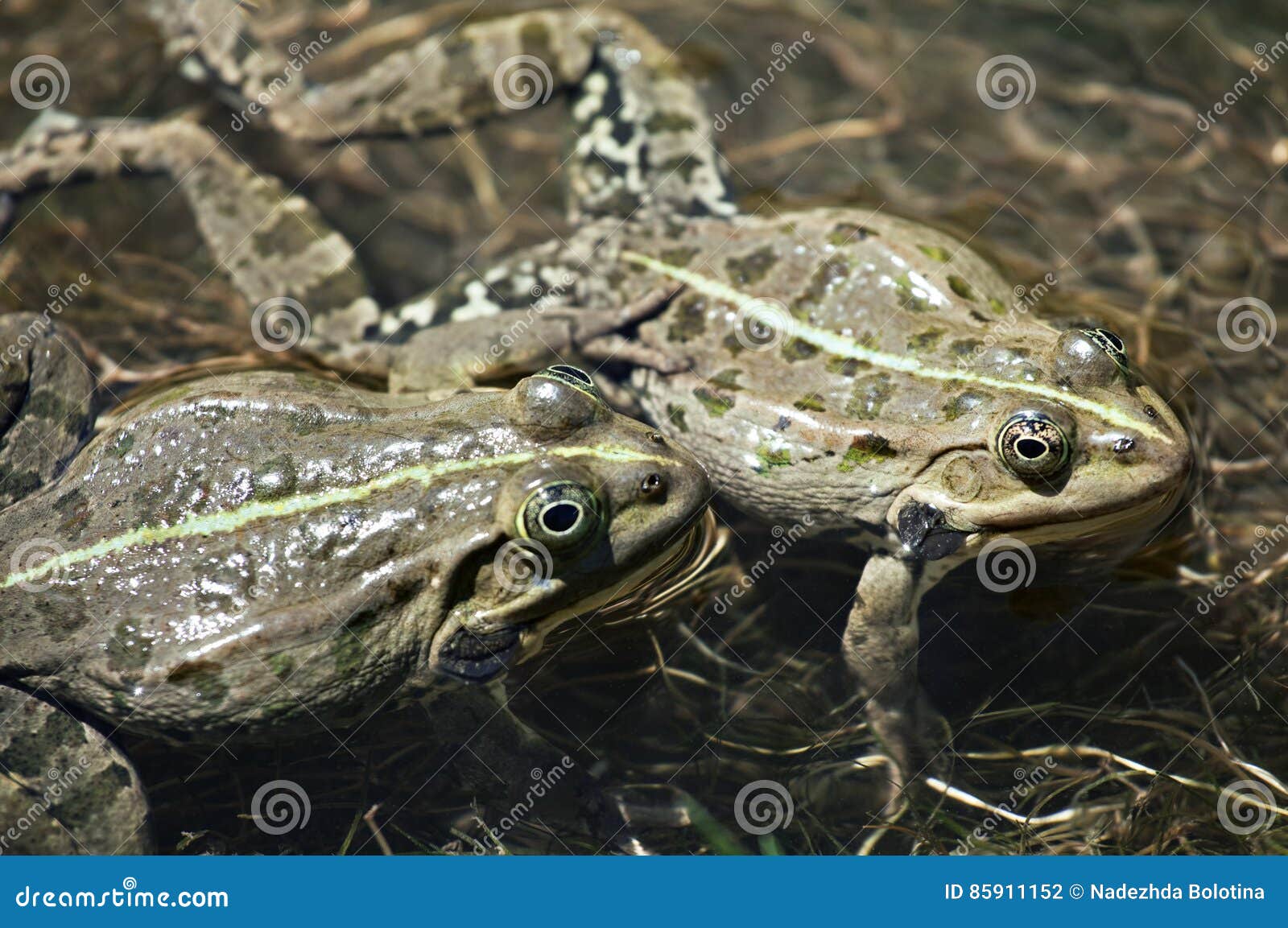 Two frogs mating stock photo. Image of closeup, frog - 85911152