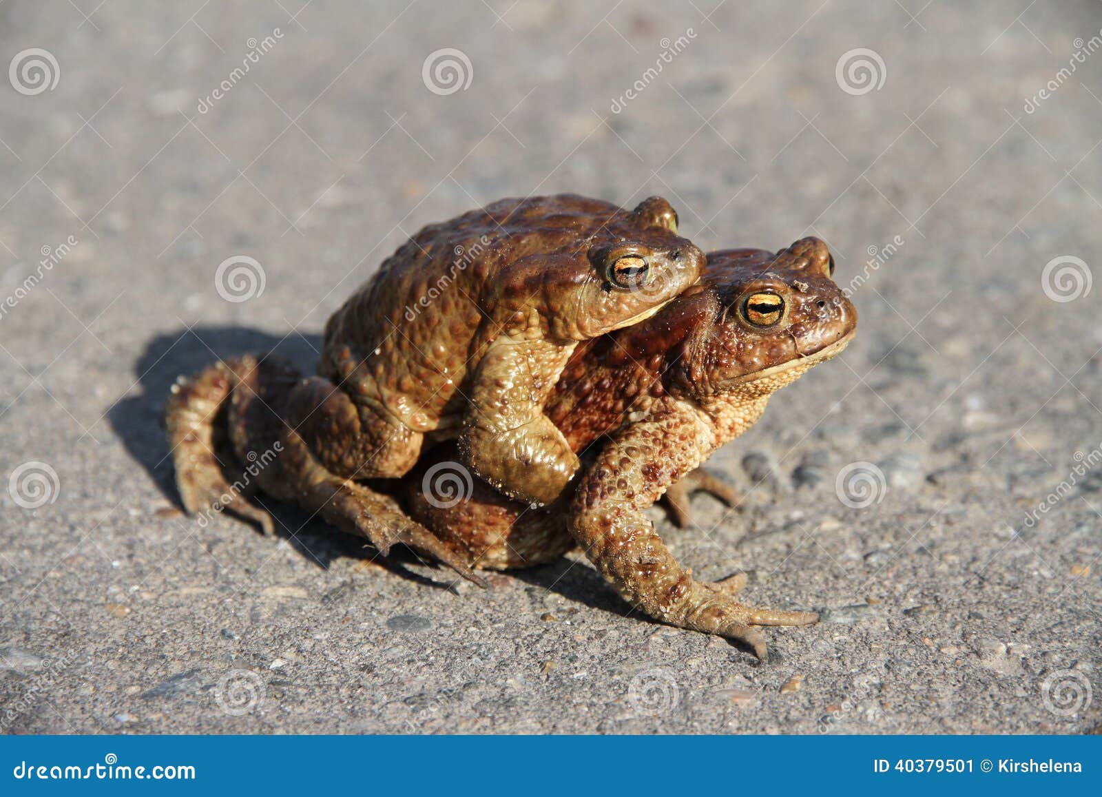 Two Frogs. One Sits on the Other Stock Image - Image of closeup, frogs ...