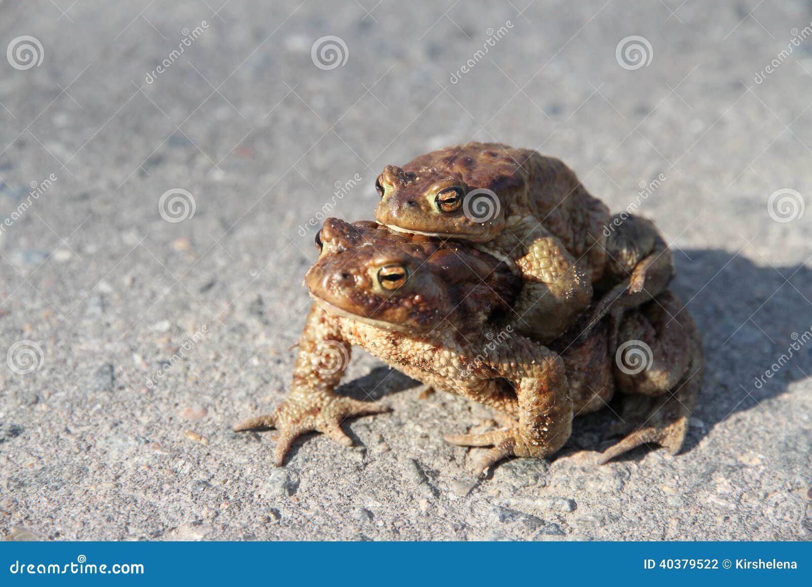 Two Frogs. One Sits on the Other Stock Photo - Image of frogs ...