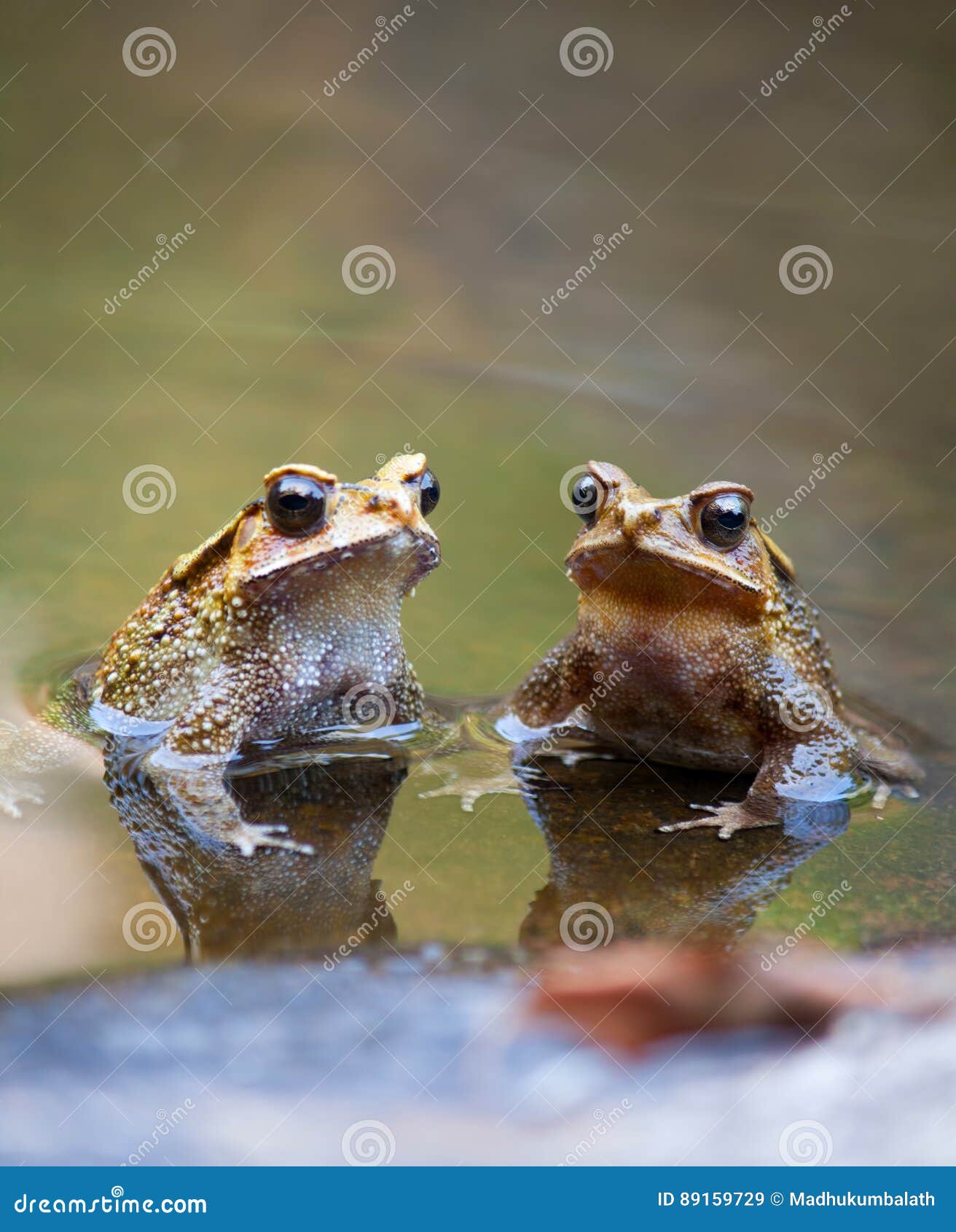 Two frogs in a pond stock image. Image of frogs, background - 89159729